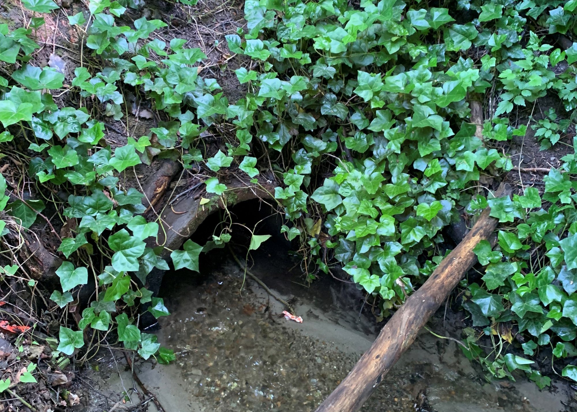 Fauntleroy Creek Culvert Replacement and Restoration Project - Floyd|Snider